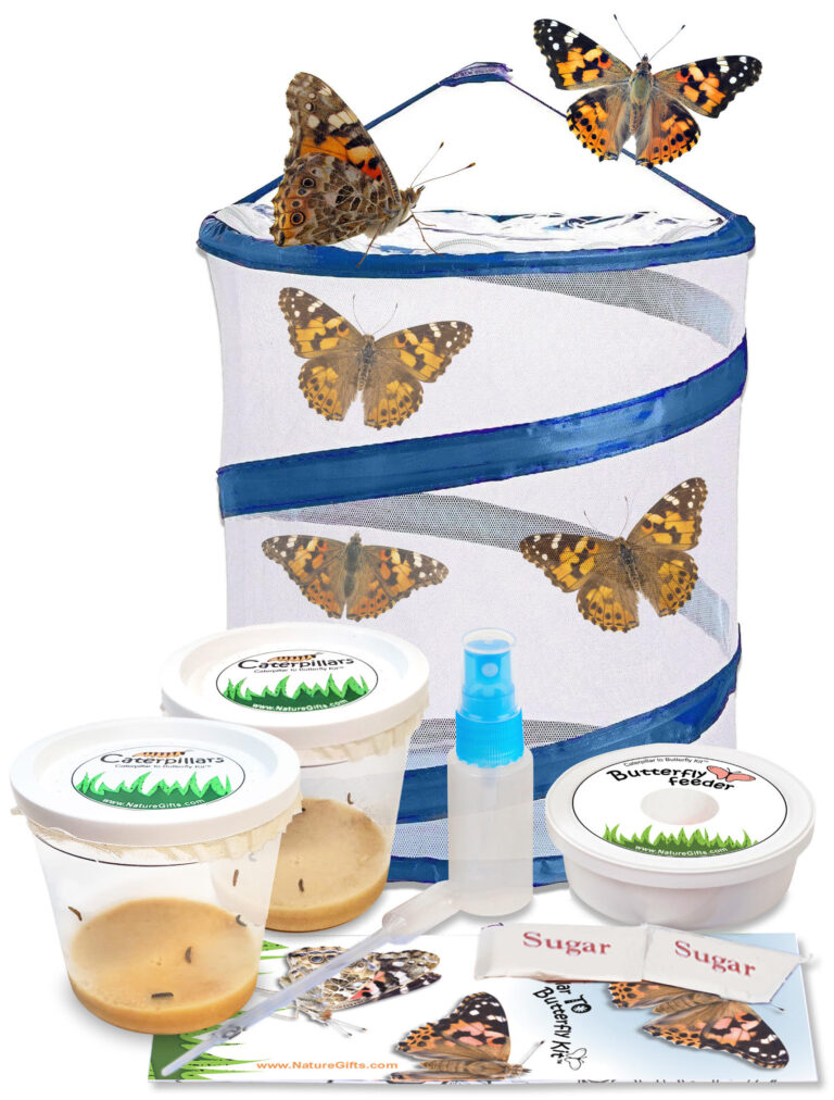 Live Butterfly Kits - Butterfly and Nature Gifts